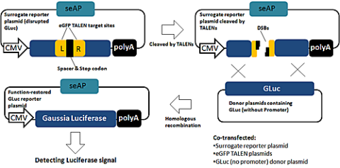 TAL Effector | 易锦生物 iGeneBio