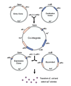 co-intergrate | 易锦生物 iGeneBio