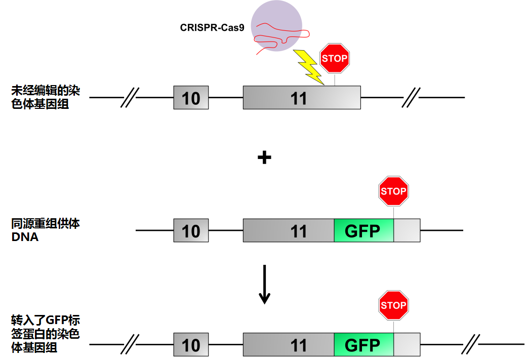 Transgenic-mouse-cn-figure | 易锦生物 iGeneBio