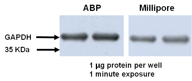 P007 | 易锦生物 iGeneBio