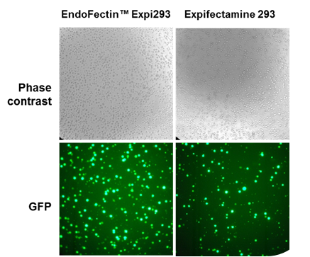 产品和服务 | 易锦生物 iGeneBio