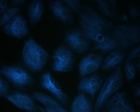 L002 | 易锦生物 iGeneBio