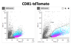 FASC analysis for labeled exosome cell feeding experiments(CD81) | 易锦生物 ...