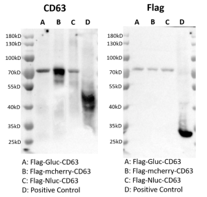 WB, exosome-CD63-flag | 易锦生物 iGeneBio