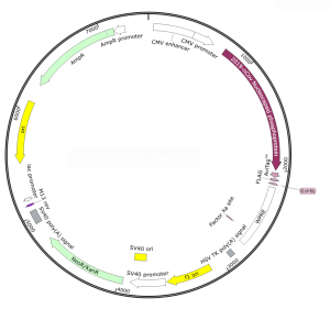 N蛋白载体图 | 易锦生物 iGeneBio