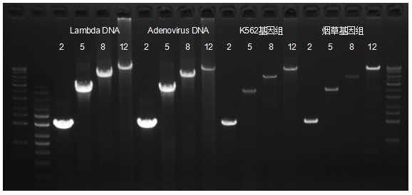 HiPF不同模板扩增长度 | 易锦生物 iGeneBio