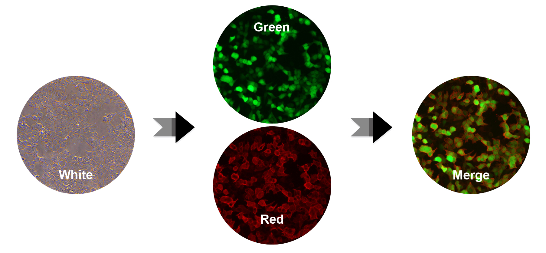 4S™ Cell-Based Assay | 易锦生物 iGeneBio 4S™ Cell-Based Assay | 易锦生物 iGeneBio