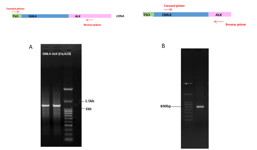 AccelerRT 5G Template Switching Reverse Transcriptase IGeneBio