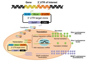 how_3UTR_clone_works | 易锦生物 iGeneBio