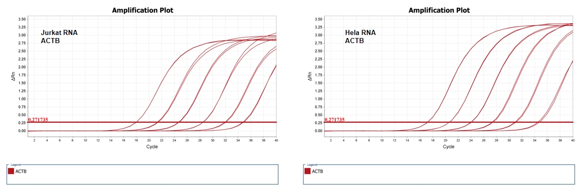 AccelerRT® Ⅲ Reverse Transcriptase | 易锦生物 iGeneBio