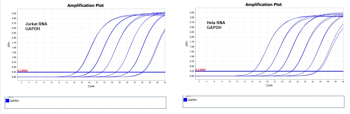 AccelerRT® Ⅲ Reverse Transcriptase | 易锦生物 iGeneBio