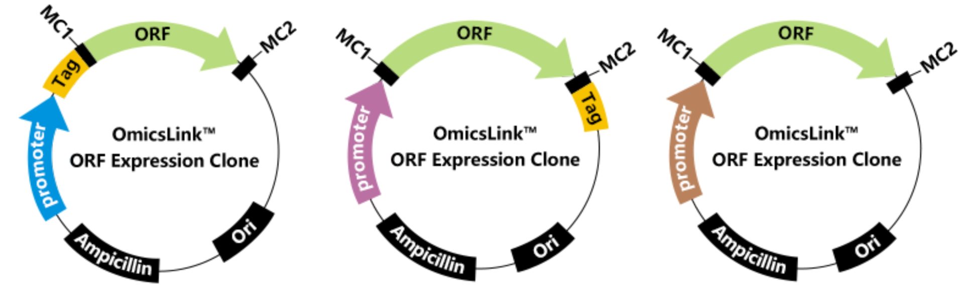 OmicsLink™ ORF cDNA Clone Collections, Expression-Ready | 易锦生物 iGeneBio