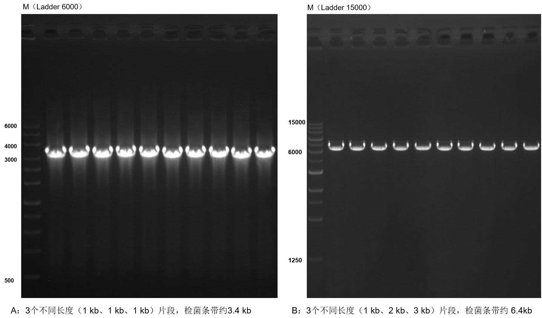 Fast-Fusion™ Multi Seamless cloning kit | 易锦生物 iGeneBio