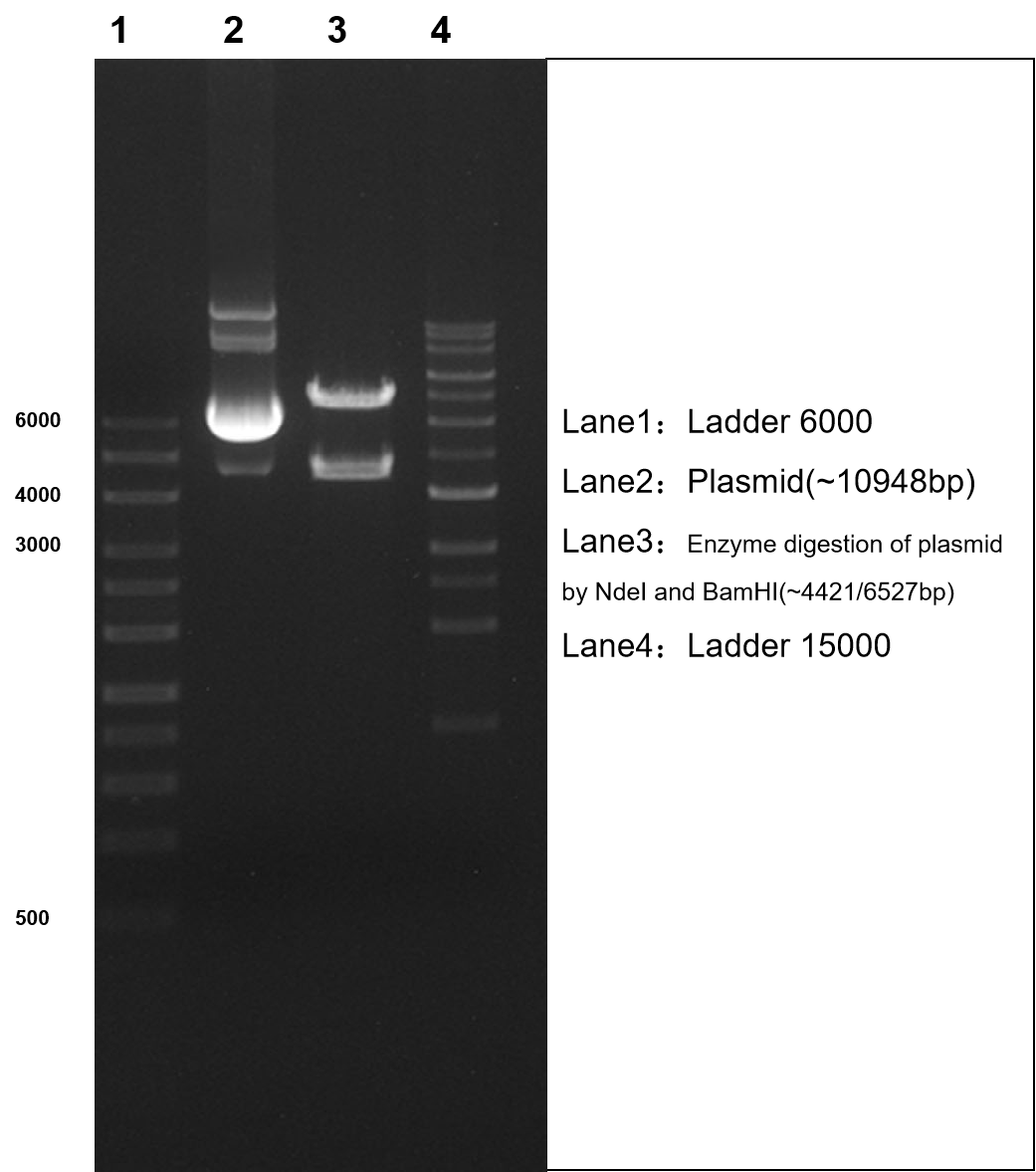 Fast-Fusion™ Multi Seamless cloning kit | 易锦生物 iGeneBio