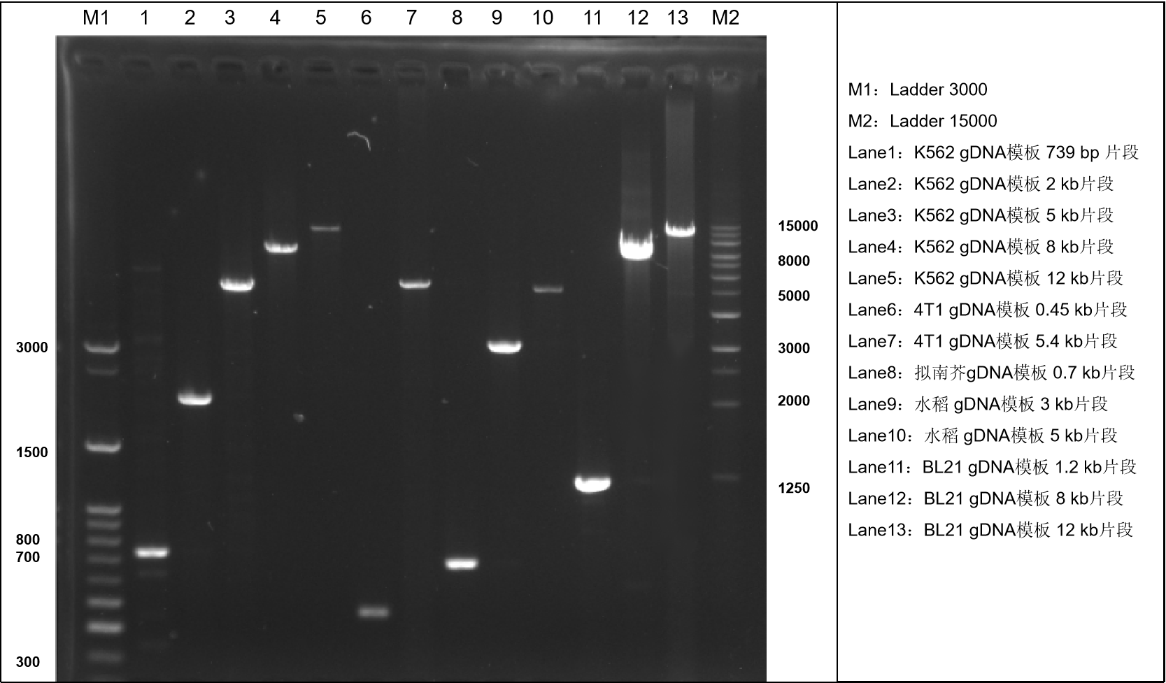 2× UltraHiPF® PCR Mix | 易锦生物 iGeneBio