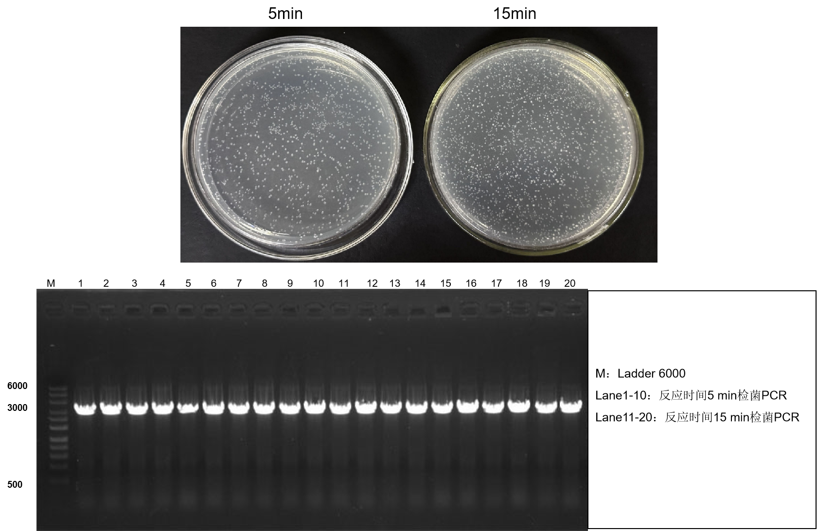 Fast-Fusion™ Multi Seamless cloning kit | 易锦生物 iGeneBio Fast-Fusion™ Multi Seamless cloning kit | 易锦生物 iGeneBio
