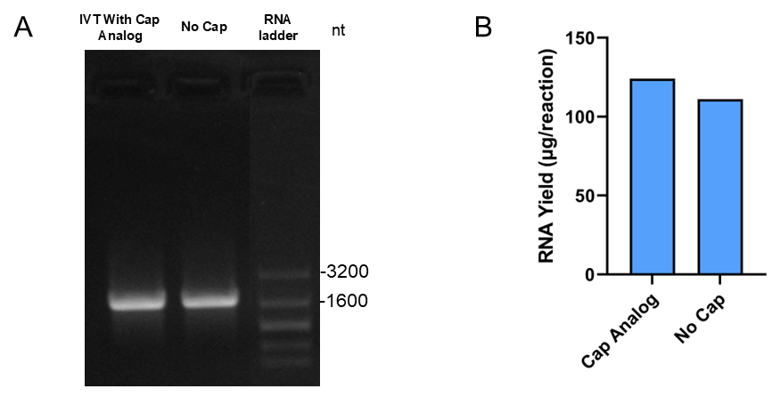 T7 Co-transcription RNA Synthesis Kit | 体外转录 | 易锦生物 iGeneBio